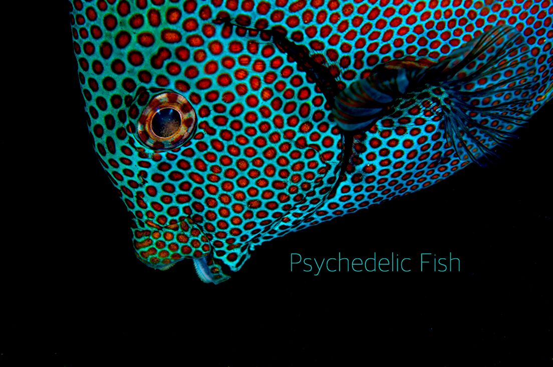 Uncategorized│Psychedelic Fish 海外DJ活動記